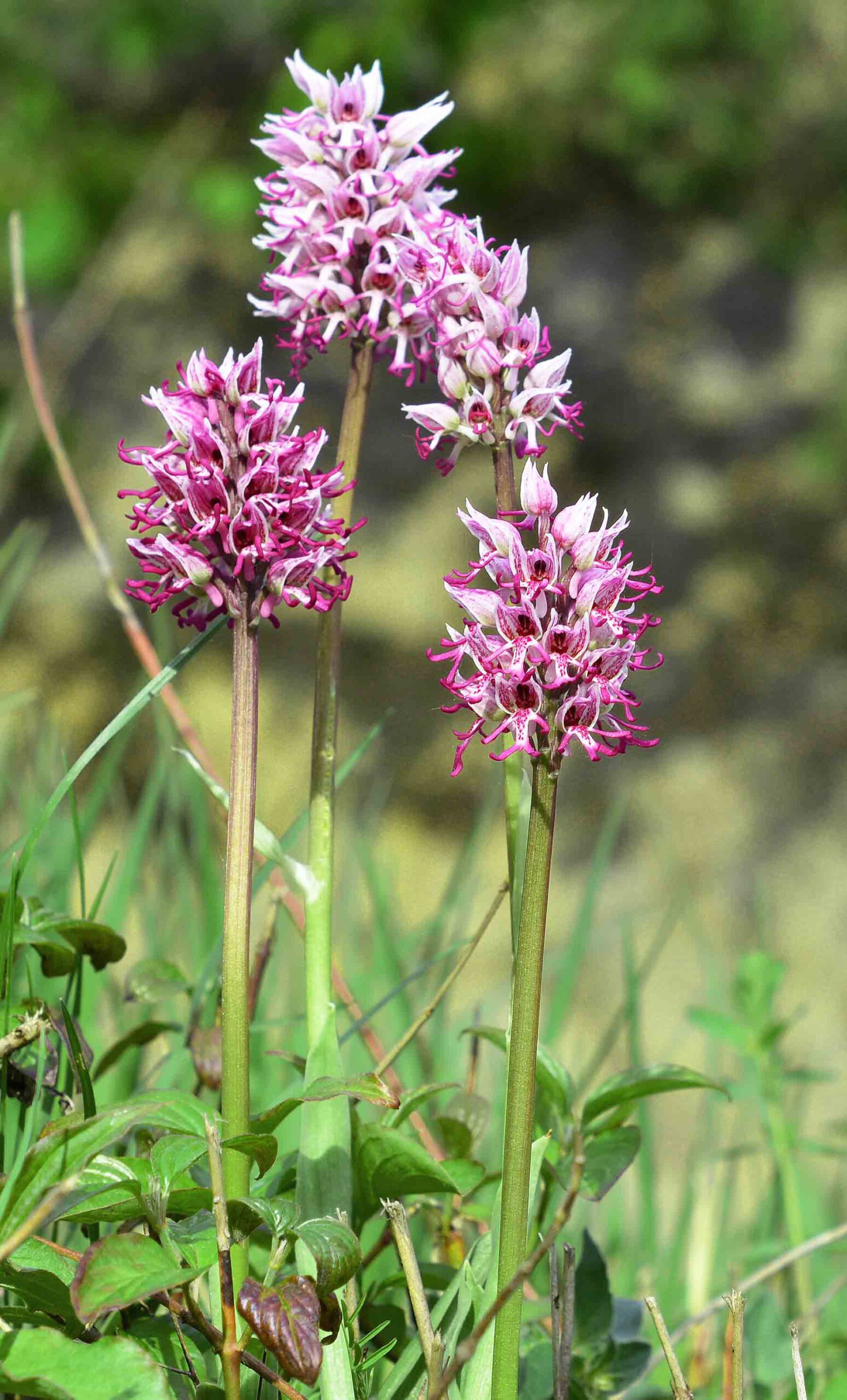 Baden-Württemberg – Orchideen und mehr