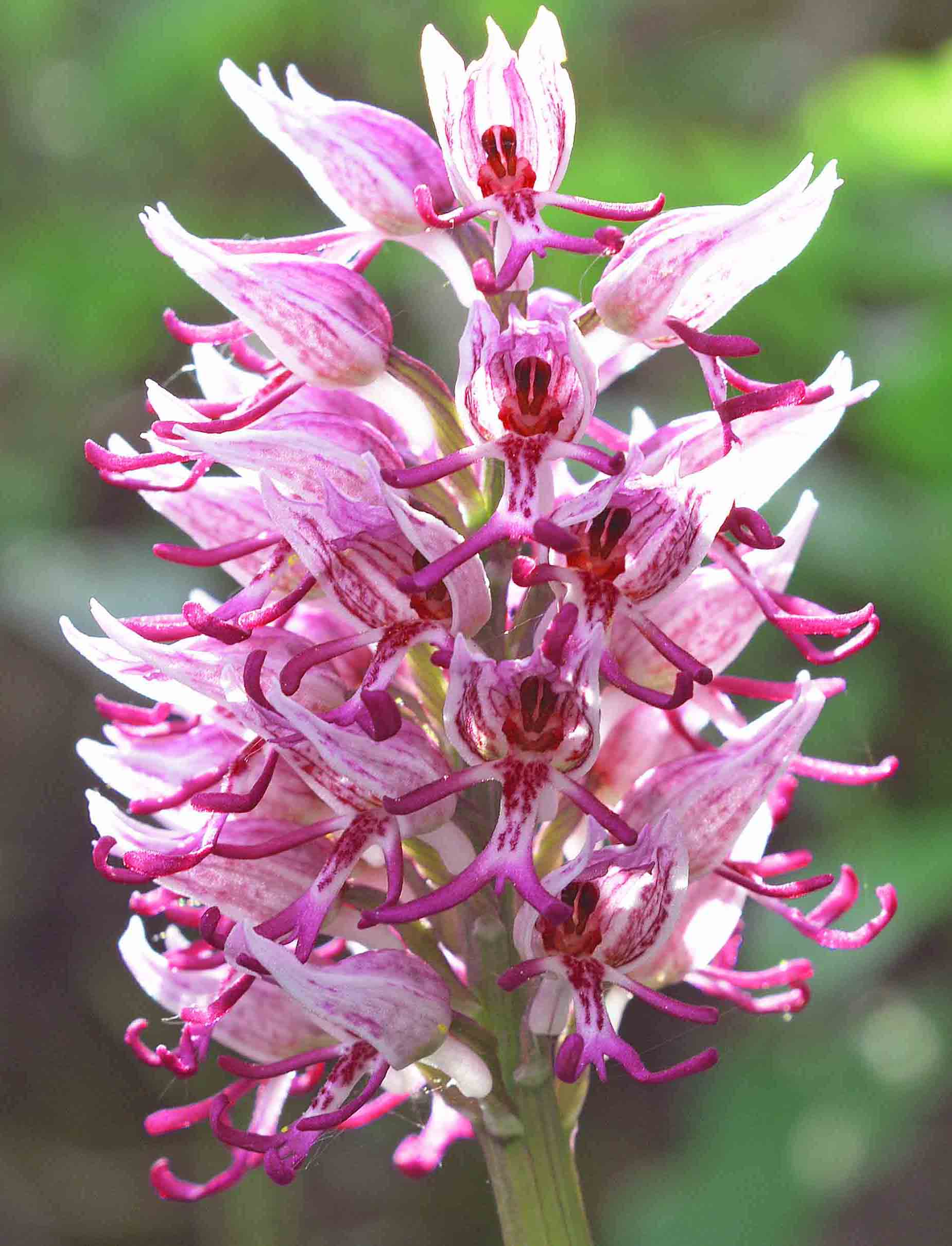 Baden-Württemberg – Orchideen und mehr